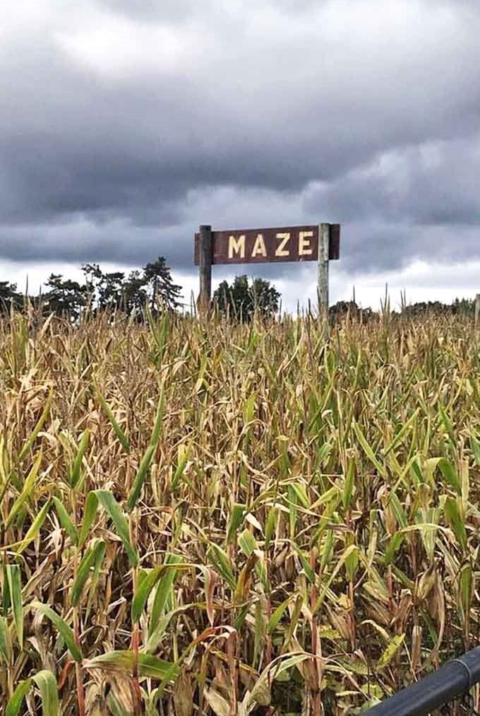 The simple wooden "MAZE" sign stands as a portal to adventure, promising delightful disorientation among the corn.
