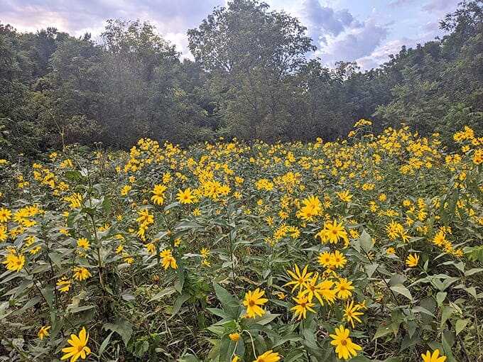 Late summer wildflowers create a golden explosion across meadows, nature's way of showing off before autumn steals the spotlight.