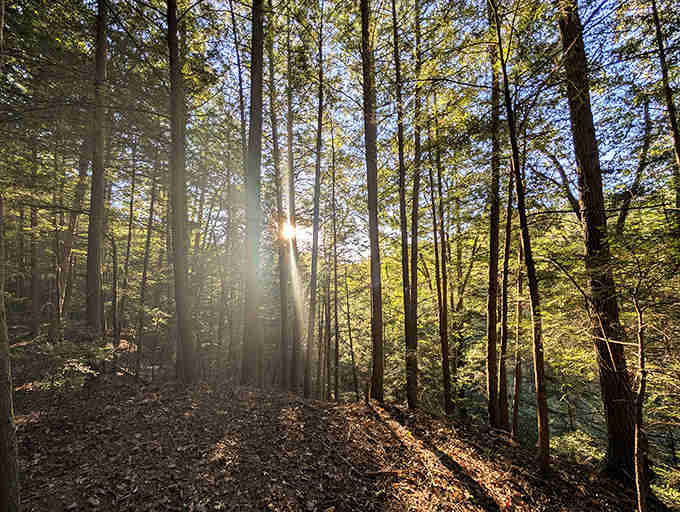 Sunbeams pierce through the forest canopy like spotlights on nature's stage. Trees reaching skyward in a perfect golden hour moment.