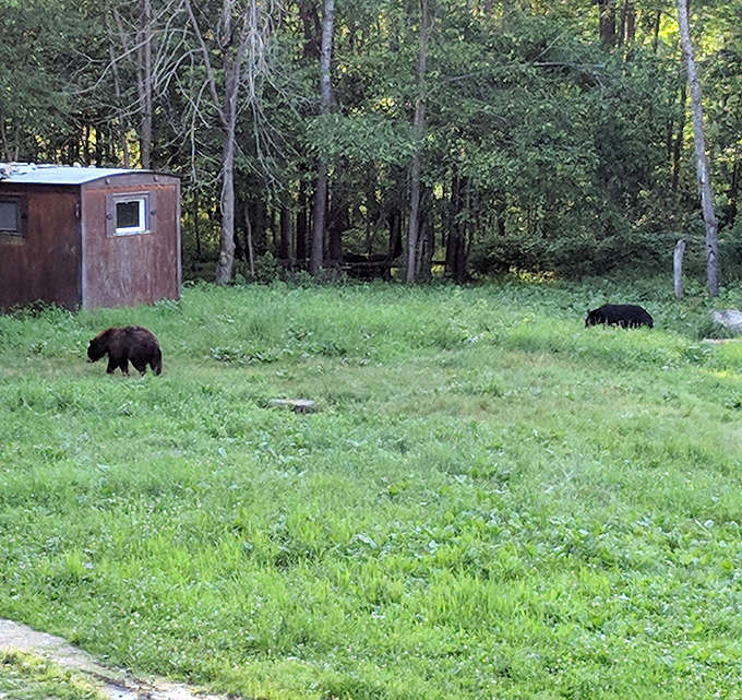 Bear buffet in session &ndash; multiple bears find their personal dining spots across the clearing, maintaining a respectful distance from each other.