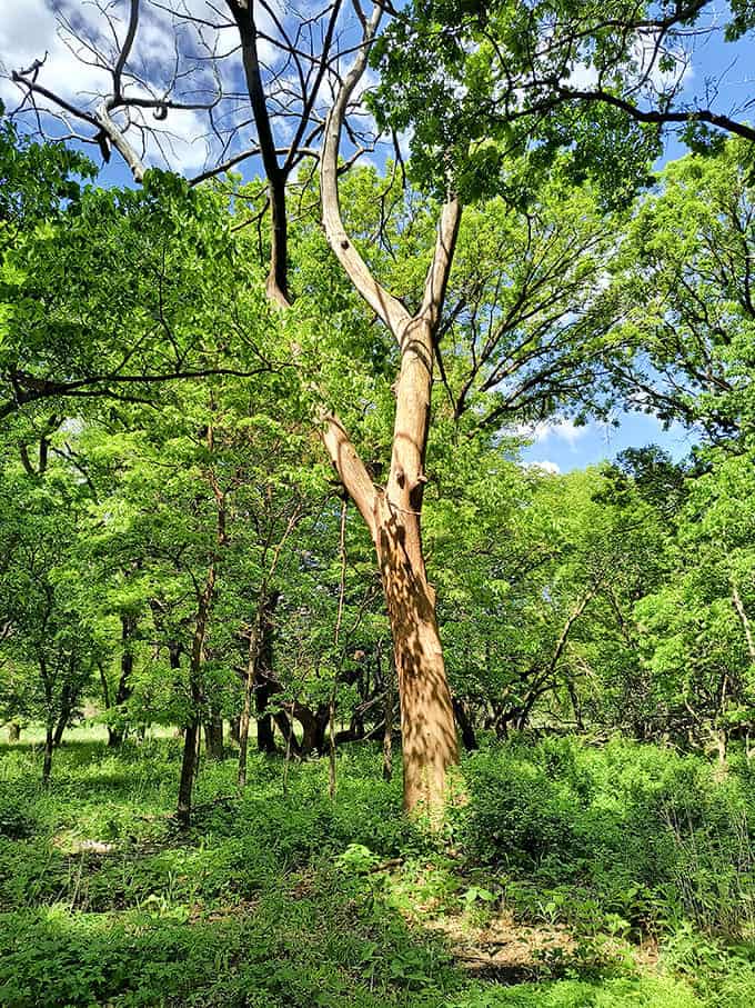 Trees stripped of bark create striking natural sculptures that remind you nature is constantly changing, creating, and recreating the landscape around us.