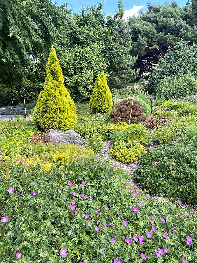 Conifer sentinels stand tall against Wisconsin skies, proving that gardens don't need flowers to create drama.