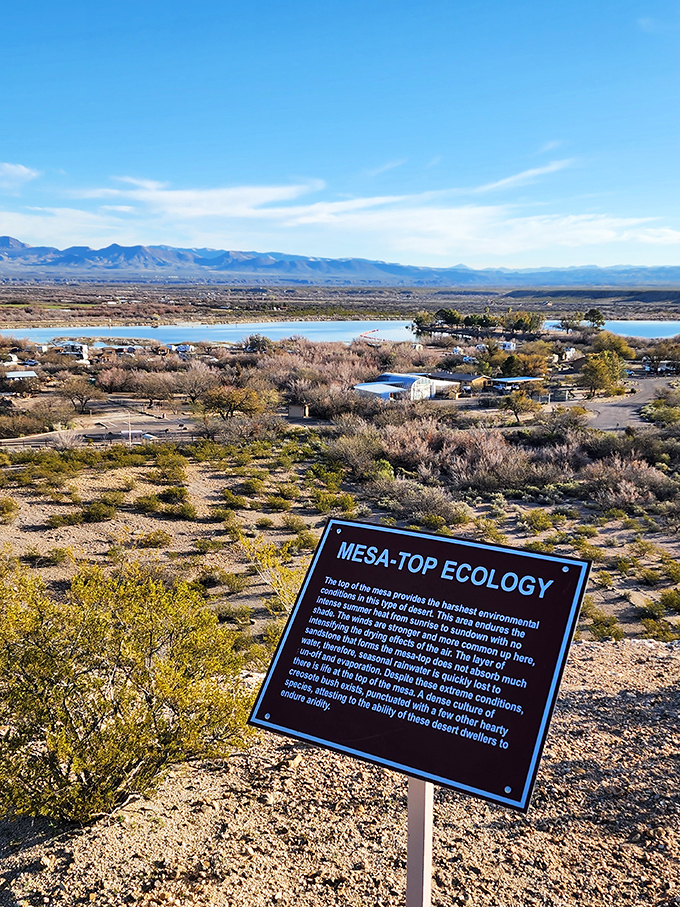 The interpretive sign reveals mesa-top secrets, explaining how desert plants survive conditions that would make most gardeners surrender immediately.