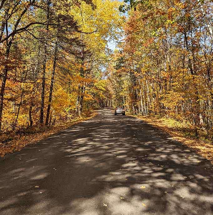 Tree-lined roads like this make you want to drive slowly, stop frequently, and take way too many photos.
