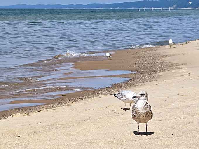 This feathered local doesn't need a reservation to enjoy prime beachfront property, strutting around like he owns the place.
