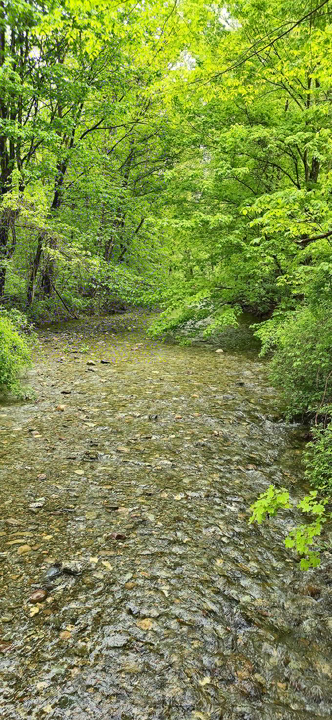Vermont's emerald corridors: sunlight plays through vibrant spring foliage along this babbling brook at Lake St. Catherine.