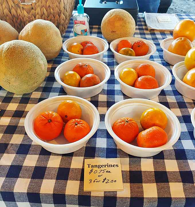 Sunshine you can taste! These locally grown tangerines deliver a burst of Florida flavor that makes store-bought citrus seem like distant relatives.