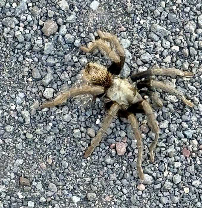 Arizona's welcoming committee: This tarantula might look intimidating, but it's just another desert resident enjoying the creek's bounty.