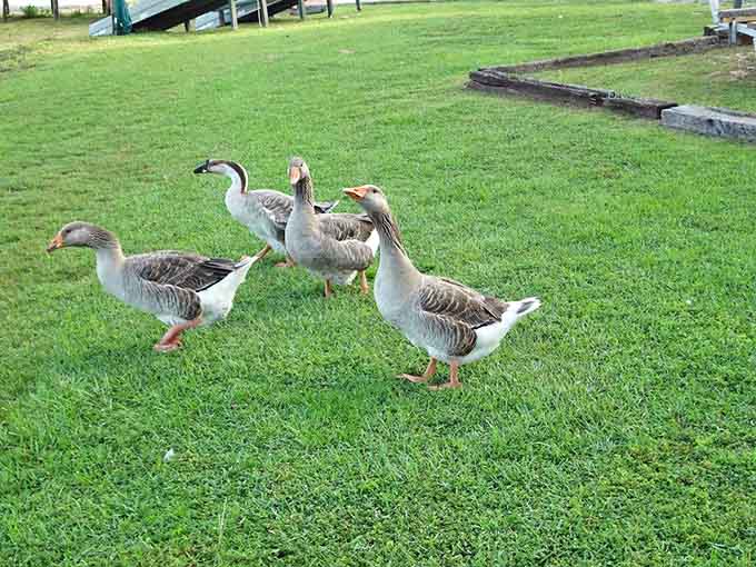The resort's unofficial welcoming committee waddles by on morning inspection, hoping you brought unauthorized bread crumbs.