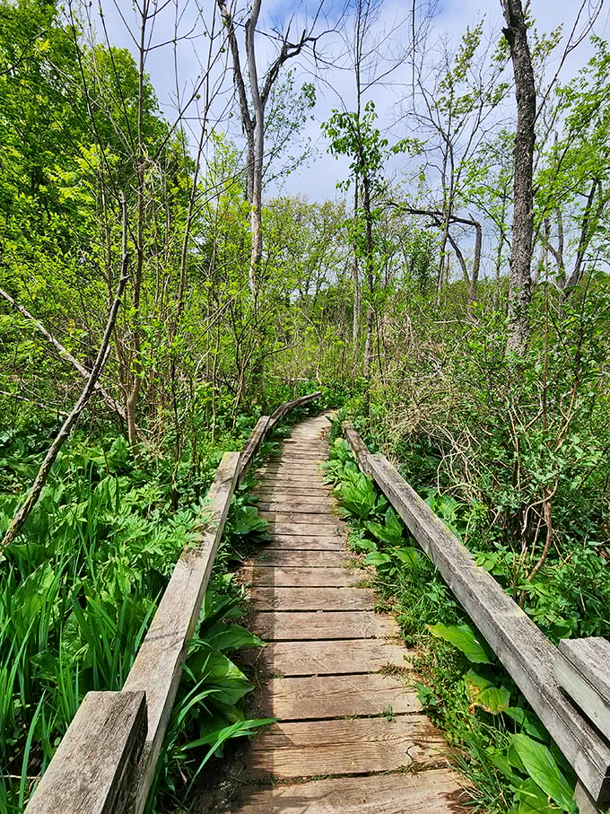 A boardwalk path cuts through lush spring growth, inviting exploration of the garden's wetland areas.
