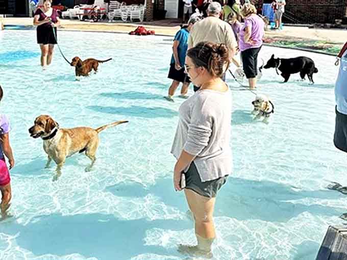 During the annual Soggy Doggy Day, four-legged friends take over the pool with expressions ranging from pure ecstasy to "Why have you done this to me?"