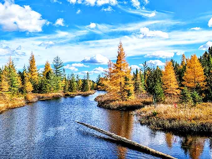 Autumn's golden hour transforms ordinary waterways into ribbons of liquid amber, flanked by trees dressed in their seasonal best.