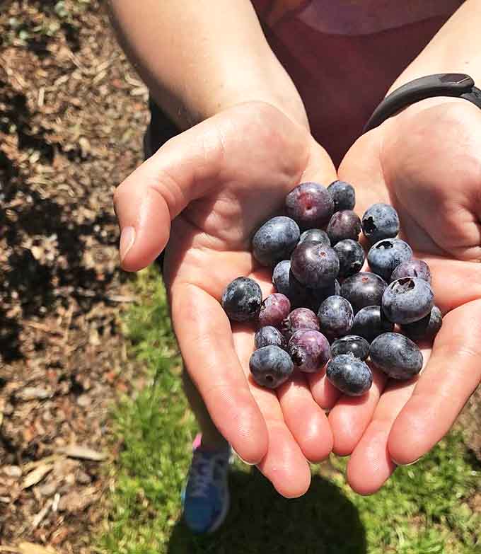 A handful of happiness &ndash; these plump blueberries, warmed by Florida sunshine, burst with sweetness that stains fingers and creates lifelong berry enthusiasts.