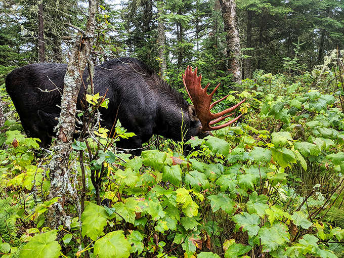 A magnificent bull moose browses in dense vegetation, showcasing the island's most iconic resident in its natural habitat.