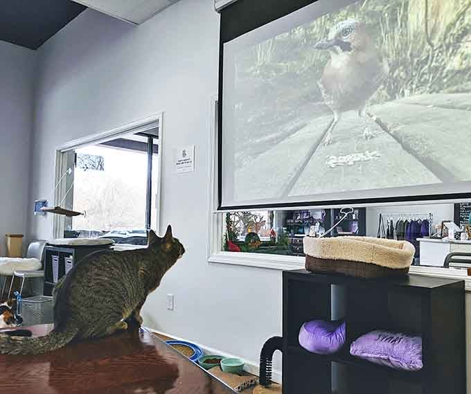 Nature documentaries provide entertainment for both species present. This tabby critic appears to be giving the current feature a thoughtful paws-up review.