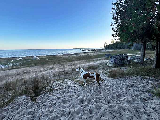 Four-legged trail reviewers give Bush Bay's sandy beaches two paws up for sniffing, exploring, and impromptu zoomies.