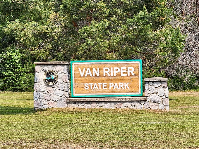 Classic cars line the campground during a summer rally, adding a touch of vintage Americana to the wilderness experience.