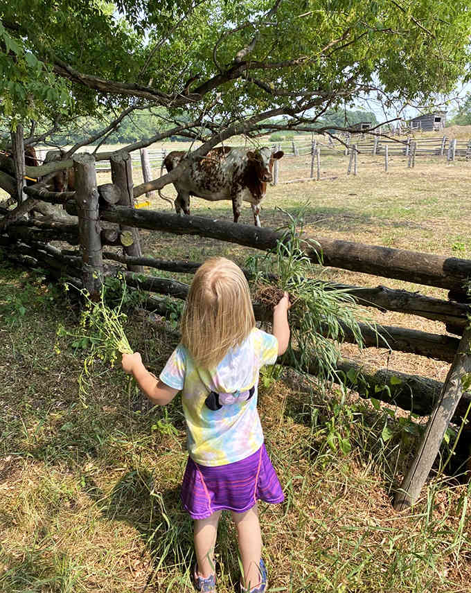 Childhood wonder meets agricultural heritage as this little observer contemplates the spotted cow through rustic fence rails.