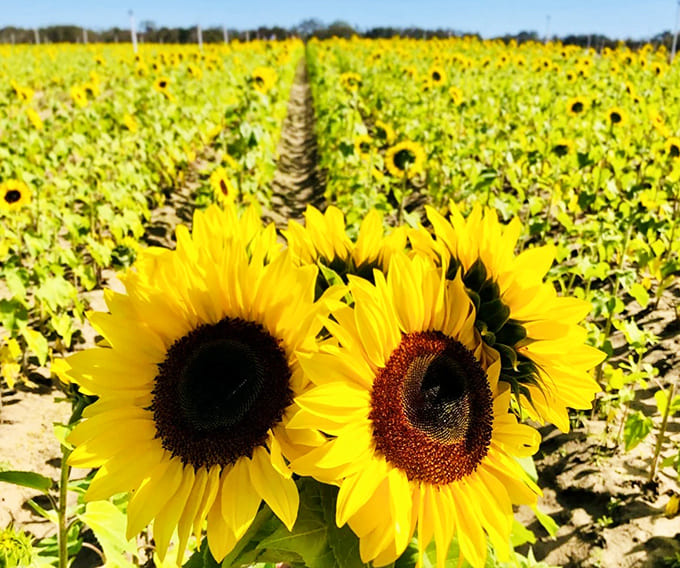 Two perfect specimens showing off their sunny personalities &ndash; nature's happiest flowers caught in a moment of radiant glory.
