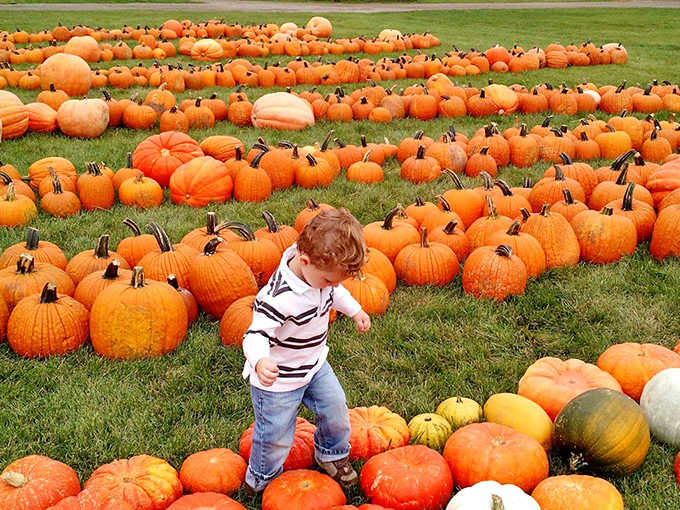 The pumpkin patch: where children develop surprisingly strong opinions about stem length and orange uniformity.
