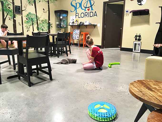 A magical moment of connection as a young visitor makes a new friend. This is how cat people are born!