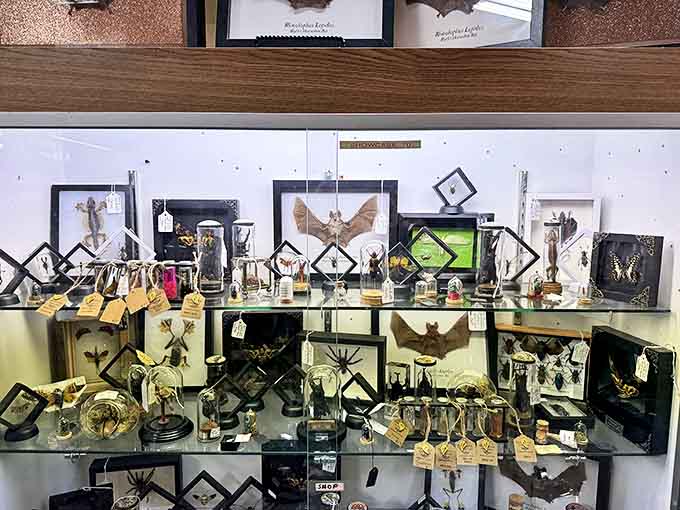 Nature preserved under glass creates a macabre yet fascinating display, where insects and specimens become art in this cabinet of curiosities.