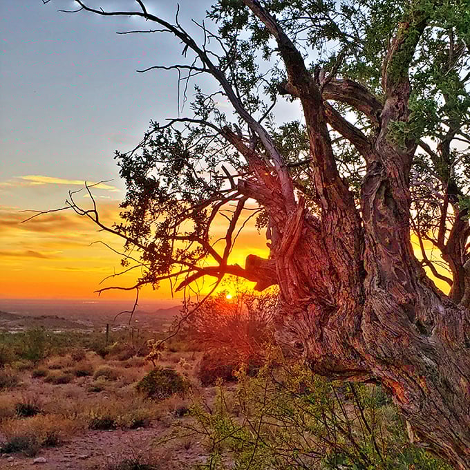 Sunset paints the desert in impossible colors, turning an ordinary mesquite tree into something worthy of a national park poster.