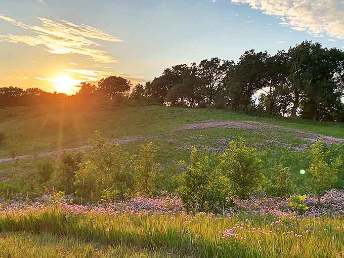 Sunset bathes the prairie in golden light, transforming wildflowers into nature's stained glass as day gracefully yields to evening.