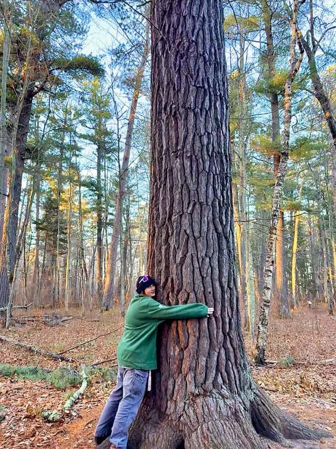 Tree-hugging takes on literal meaning when confronted with these giants &ndash; it takes outstretched arms and a sense of wonder to embrace these ancient beings.