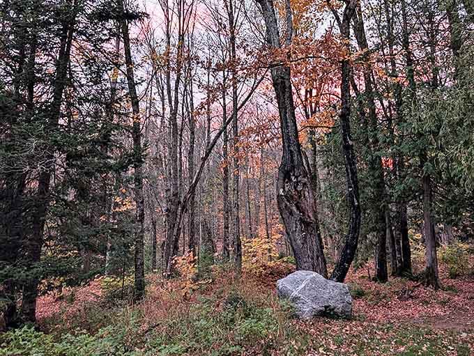 Twilight softens the forest edges as day reluctantly gives way to night, painting the sky in gentle pinks that complement fall's remaining foliage.
