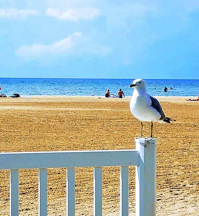 This feathered local seems to know he's got the best view in town, surveying his golden beach kingdom with regal confidence.