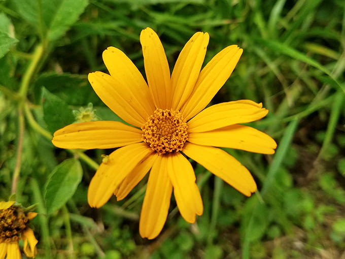 False sunflower brightens the trails with cheerful yellow blooms that photograph beautifully and require zero maintenance from you.