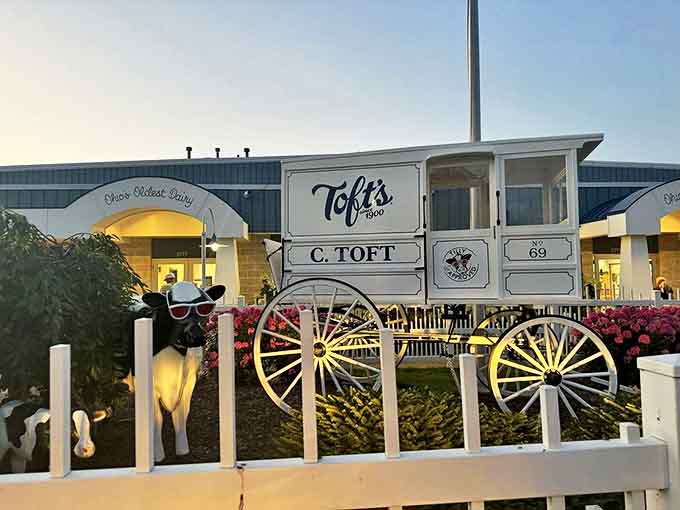 The vintage delivery carriage and friendly cow statue outside remind visitors of Toft's dairy heritage &ndash; from farm to cone, quality has always been the mission.