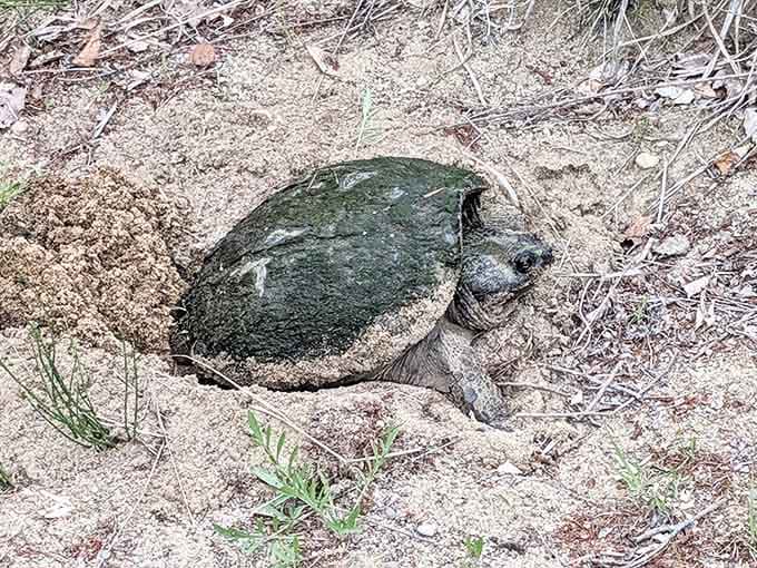 A prehistoric-looking snapping turtle prepares her nest, continuing a ritual that's remained unchanged for millions of years.
