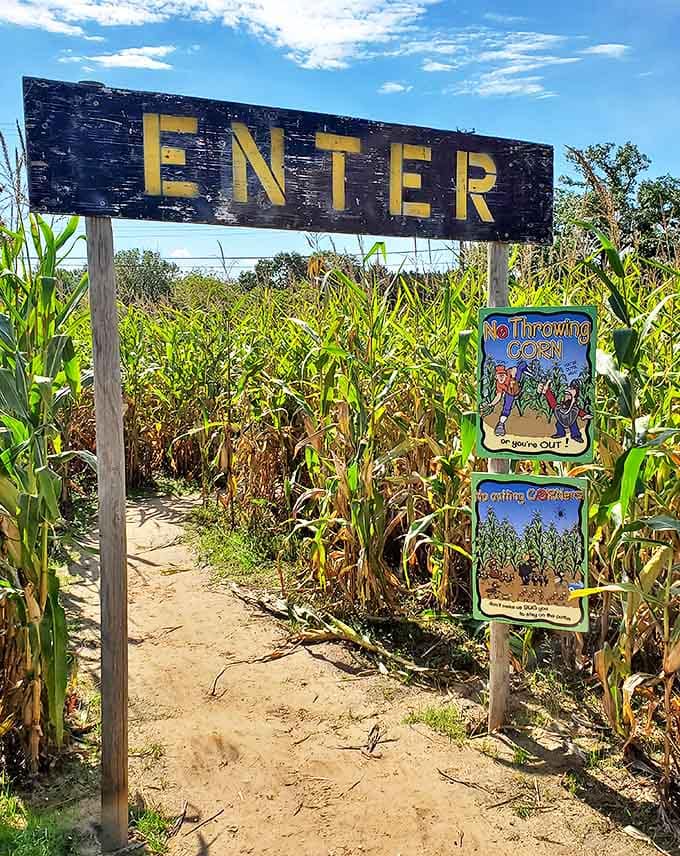 The entrance beckons brave explorers into the maze with a clear warning: no throwing corn, or you'll find yourself "ear-responsible"!