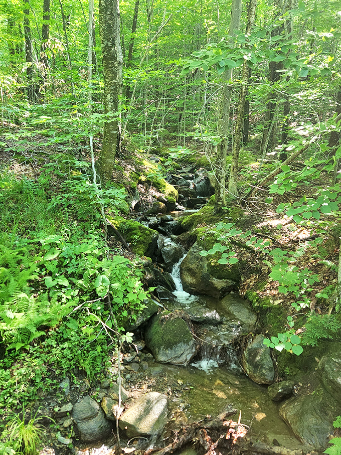 Gentle woodland streams whisper secrets of the forest, creating miniature cascades on their journey toward Bingham Falls.