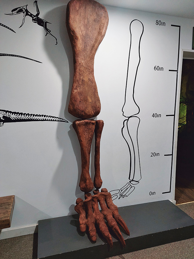 This fossilized leg display shows the massive scale of dinosaur anatomy &ndash; making human complaints about "big feet" seem utterly ridiculous.
