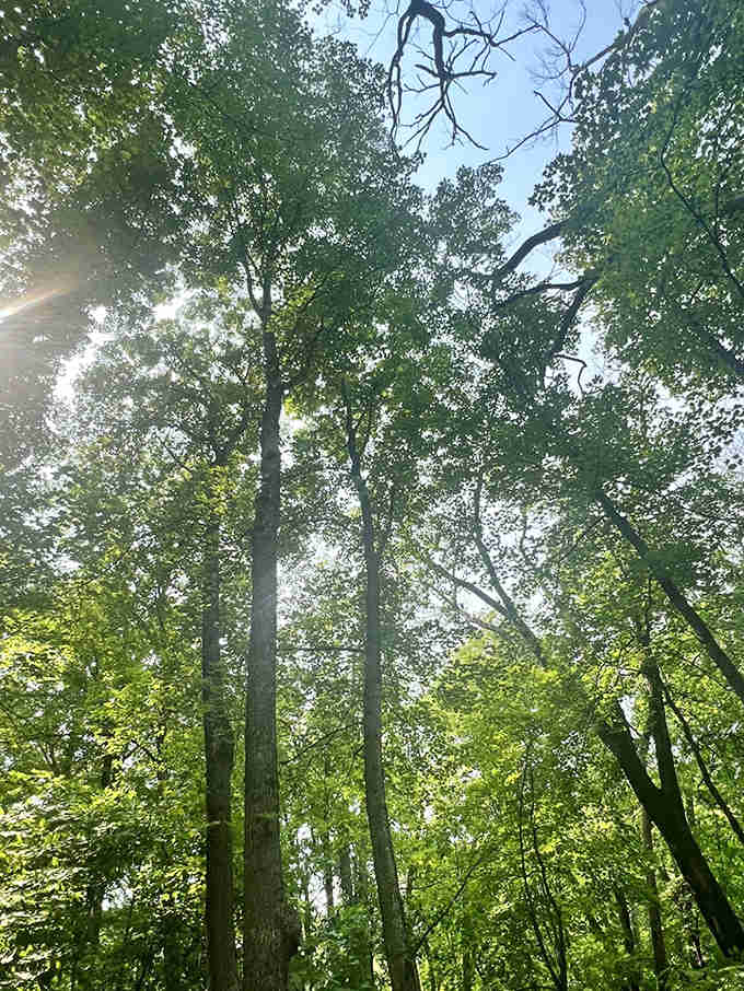 Looking up through these towering trees gives you instant perspective &ndash; your problems seem smaller when dwarfed by gentle giants.