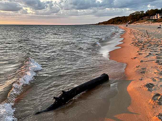 Nature's driftwood sculpture washed ashore after journeying across Lake Michigan, telling tales of distant shores if you listen closely enough.