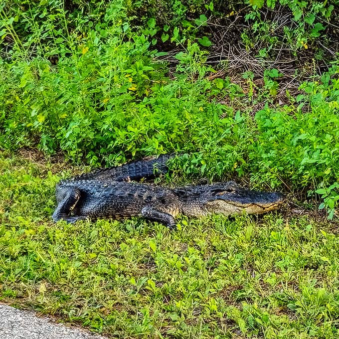 Florida's original sunbather hasn't moved in hours &ndash; either extremely relaxed or plotting something. Best admired from a distance!