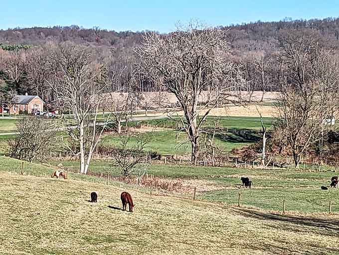 Happy livestock grazing on rolling pastures&mdash;these animals clearly got the memo about living their best lives.