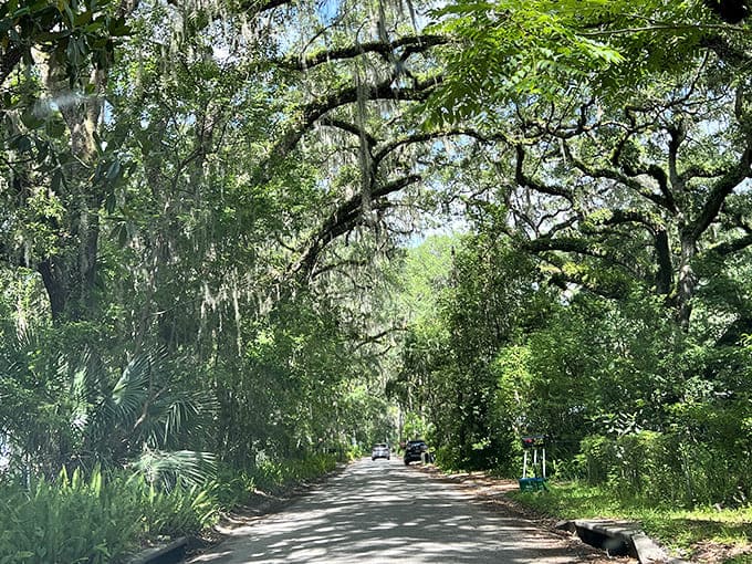 Micanopy's oak-canopied roads create natural tunnels of dappled light, where driving slowly isn't just recommended&mdash;it's practically mandatory for soaking in the beauty.