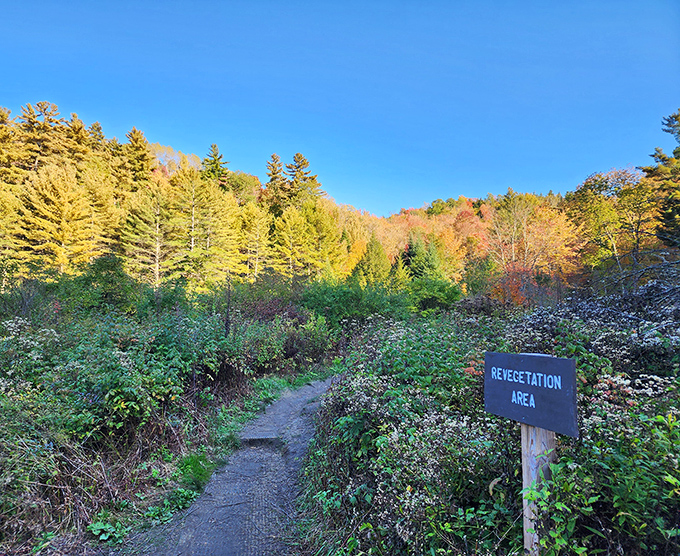 "Revegetation Area" &ndash; where Vermont politely asks you to stay on the path while nature reclaims what was always rightfully hers.
