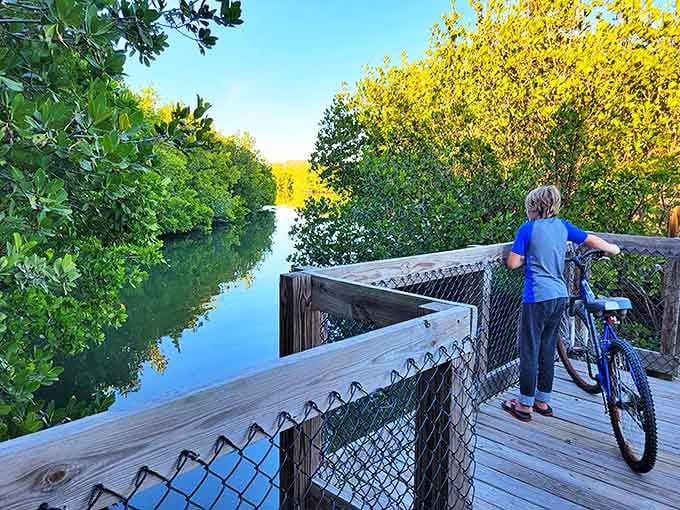 Mangroves frame this waterway like nature's perfect picture window, creating a living landscape painting that changes with each passing cloud.