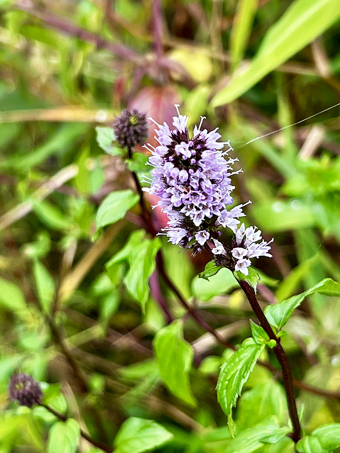 Nature's tiny masterpiece: wild mint blossoms create purple fireworks against the verdant backdrop of Vermont's lush undergrowth.