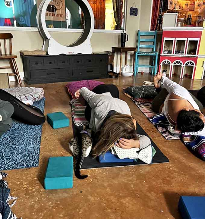 Cat therapy reaches new heights during yoga sessions, where feline participants add unexpected challenges to traditional poses.