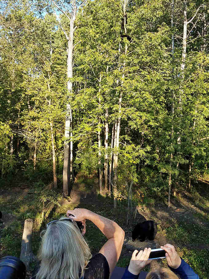 The observer's perspective &ndash; visitors capture memories from the viewing deck while a bear goes about its business below.