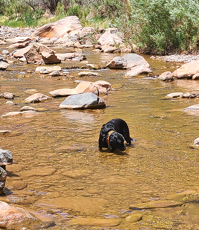 Cooling off: This happy pup demonstrates the proper technique for enjoying Arizona's creek crossings &ndash; full immersion with maximum splashing.