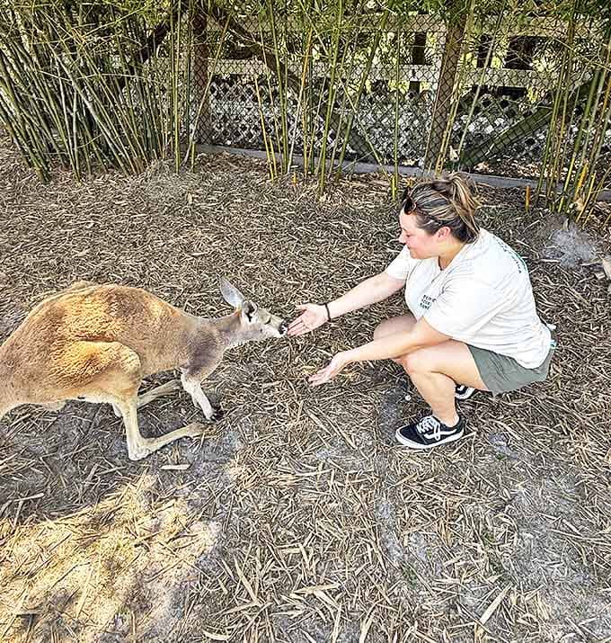 Crouching at eye level creates a more meaningful connection with this kangaroo, whose curious expression suggests equal interest in the encounter.