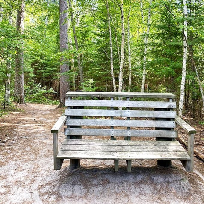 This simple bench offers the forest's most luxurious amenity: a moment of stillness surrounded by living history that makes our human concerns seem wonderfully small.